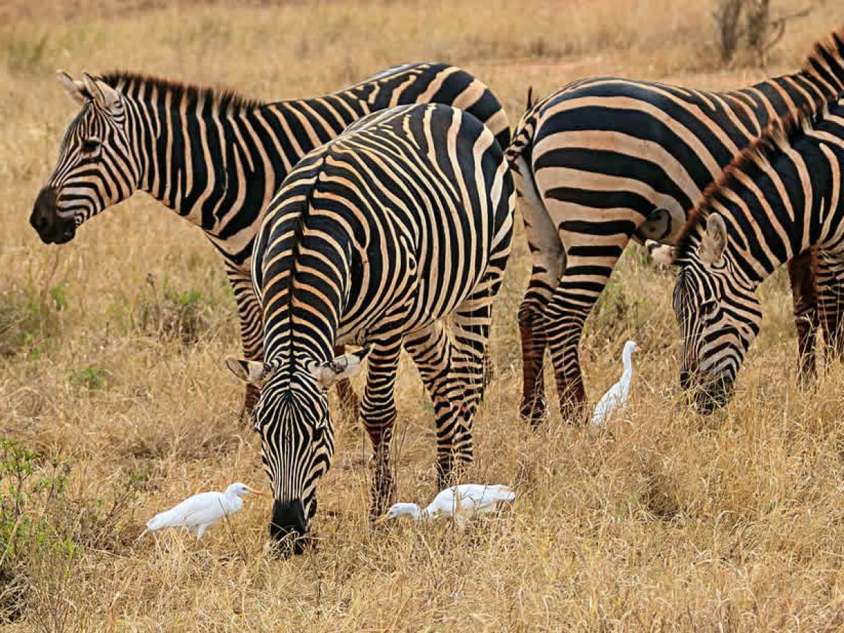 Masai Mara – Excel Getaways Limited